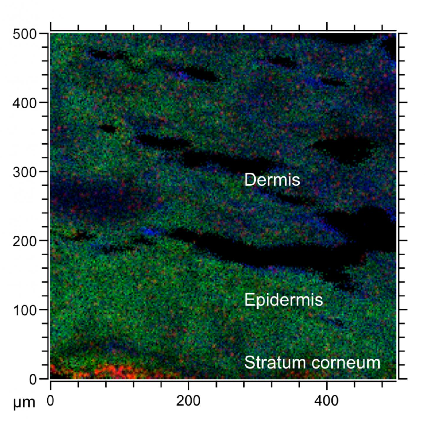New Chemical Imaging Method Can Map Chemical Penetration in Human Skin New Chemical Imaging Method Can Map Chemical Penetration in Human Skin