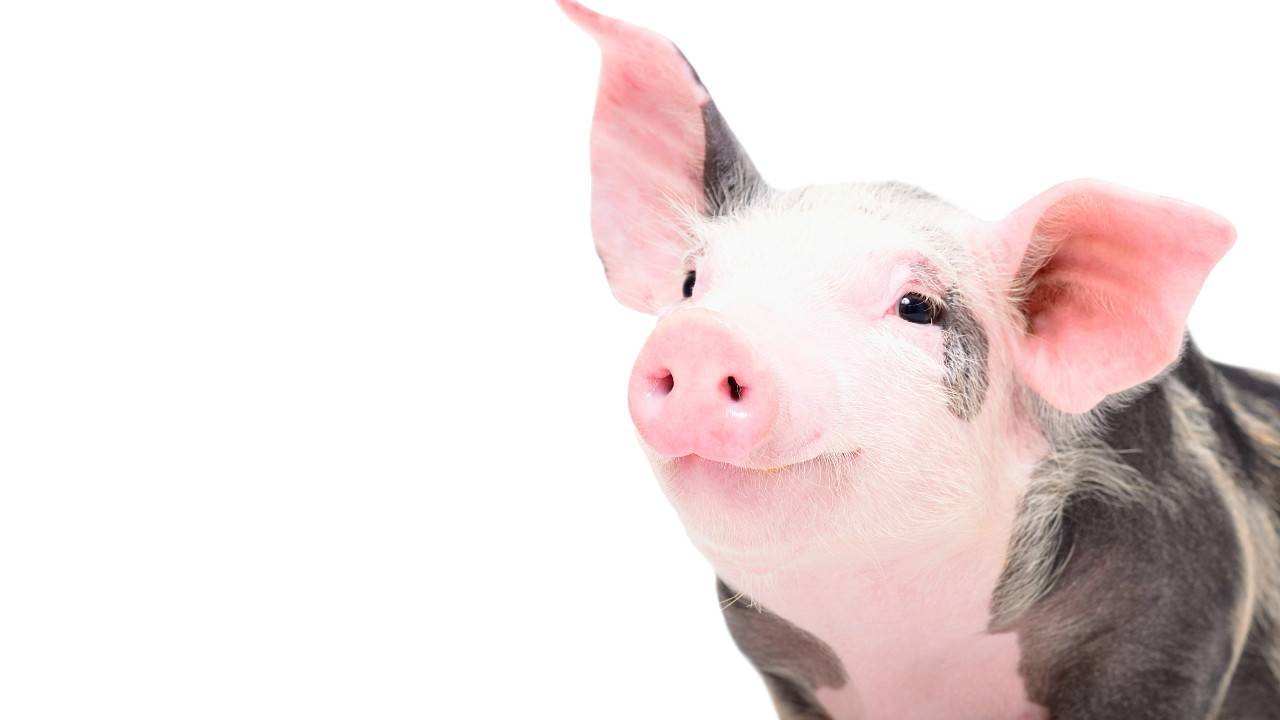 pink-pig.jpg | Physicians Committee