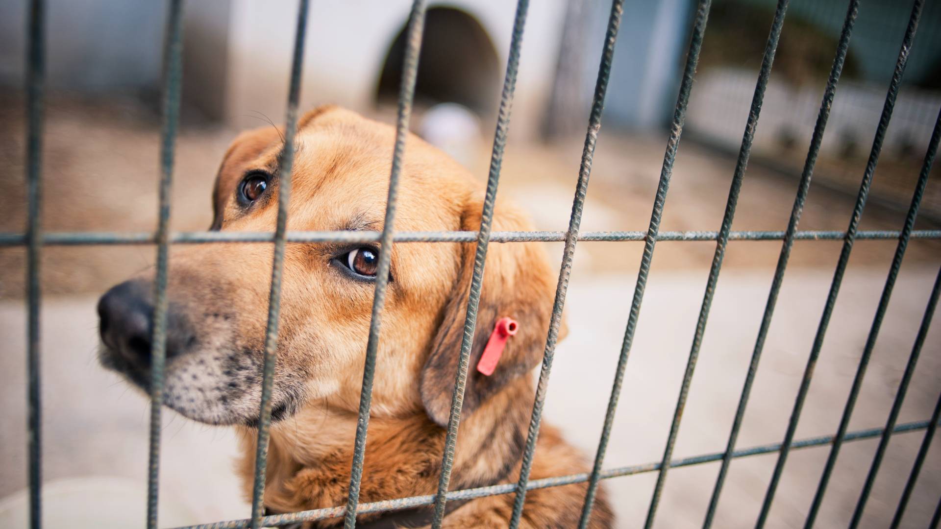 sad-dog.jpg | Physicians Committee