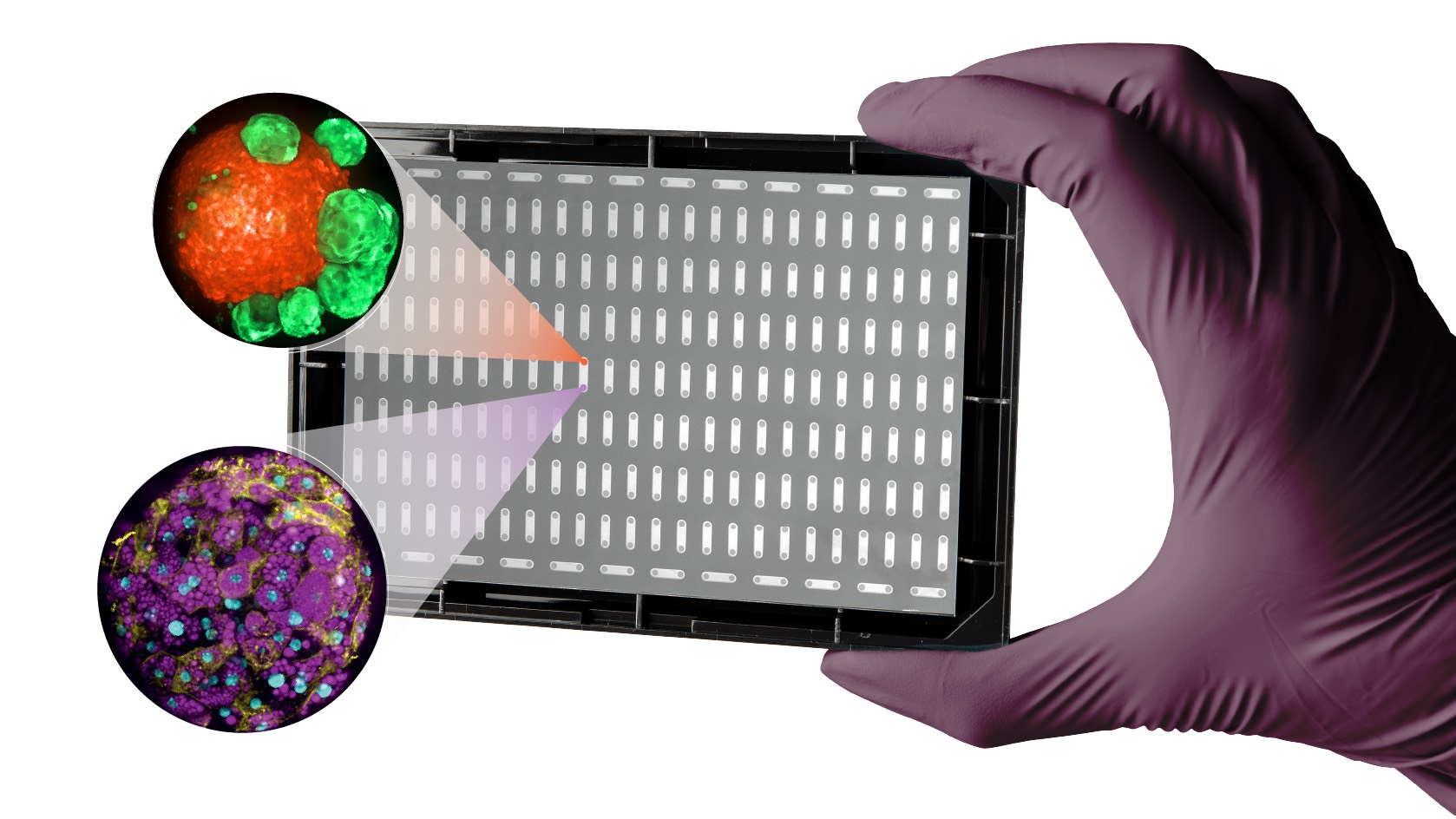 Human Advanced In Vitro Model Initiative